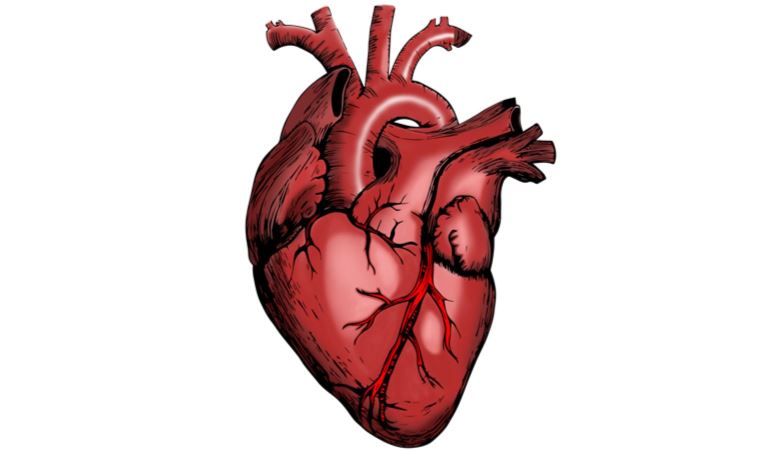 Akupunktur Eğitimi ve Tedavi Kliniği | Prof. Dr. Mehmet Tuğrul Cabıoğlu